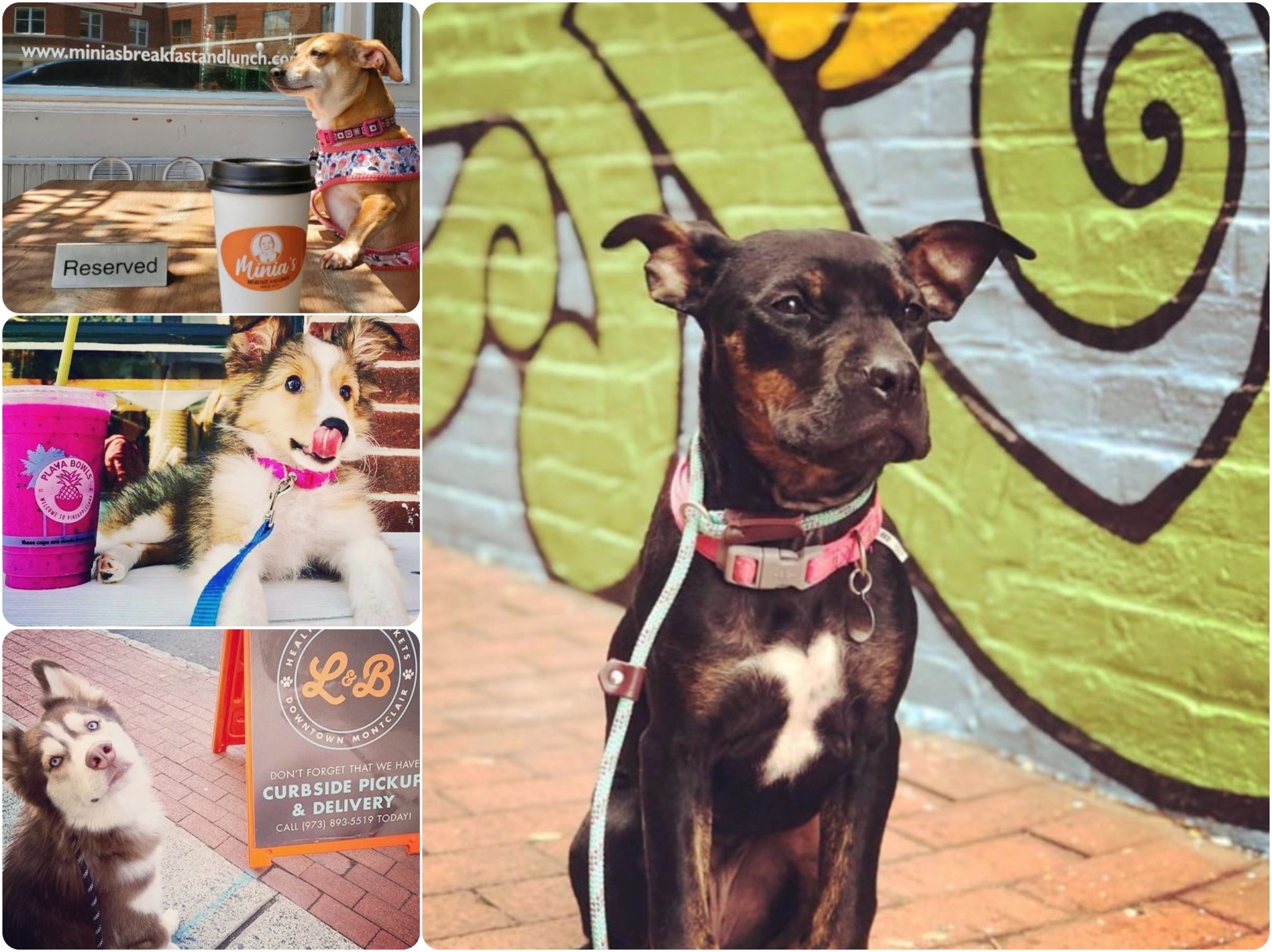 Montclair, NJ Recognized Nationally as a Pet Friendly City. - Montclair Center